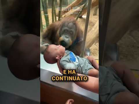 Orango chiede di vedere il bambino