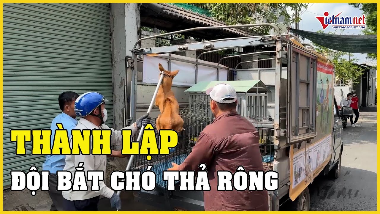 Đồng Nai: Đội bắt chó thả rông đầu tiên đi vào hoạt động | Báo ...