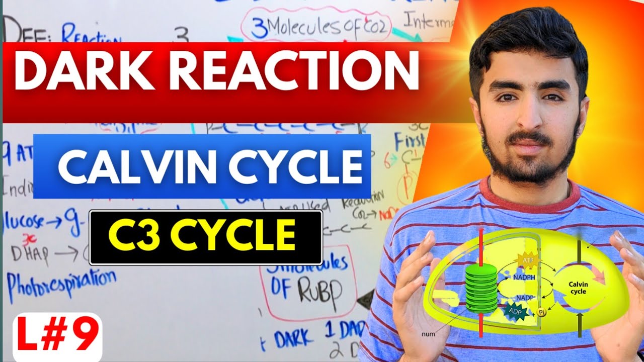 🌿Dark Reaction of Photosynthesis|Calvin Cycle|C3 cycle|MDCAT biology ...
