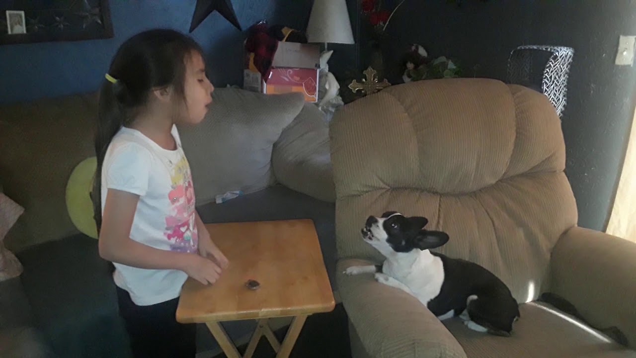 DOGS CAN TALK REAL - YouTube