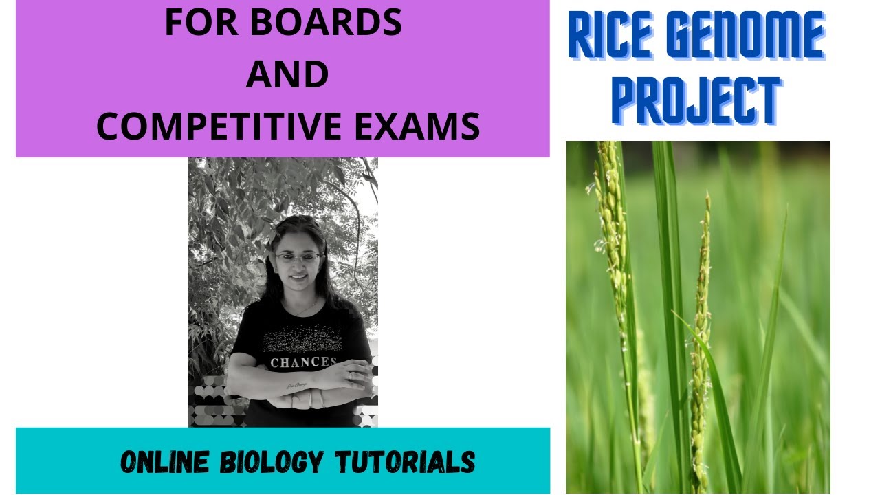 Rice Genome Project for Class 12 I Molecular Basis of Inheritance I ...