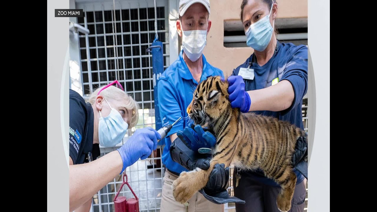 Zoo Miami releases photos of Sumatran tiger cub - YouTube