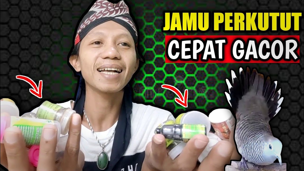 JAMU BURUNG PERKUTUT BIAR GACOR DAN RAJIN BUNYI @agungnursaladin - YouTube