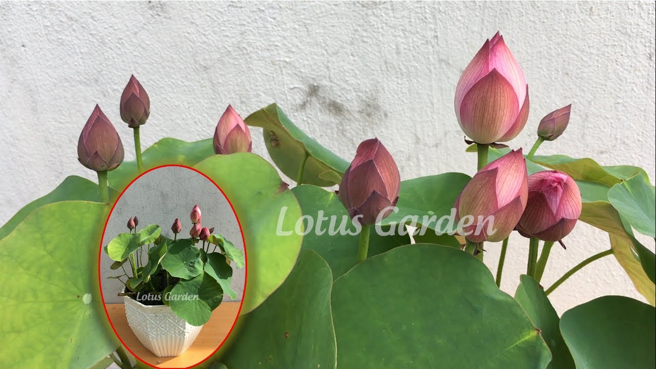 Tips for growing mini lotus at home with garden soil, easy and fast ...