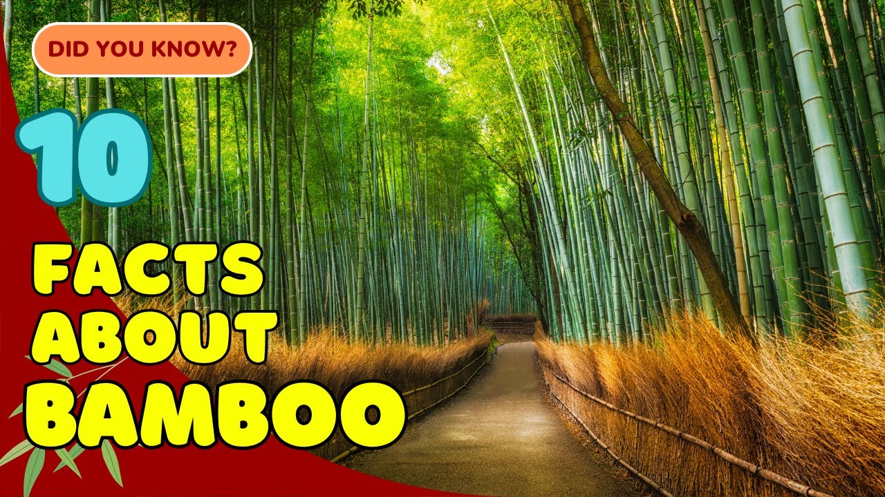 10 Fascinating Facts About Bamboo You Didn’t Know! 🎋 - YouTube
