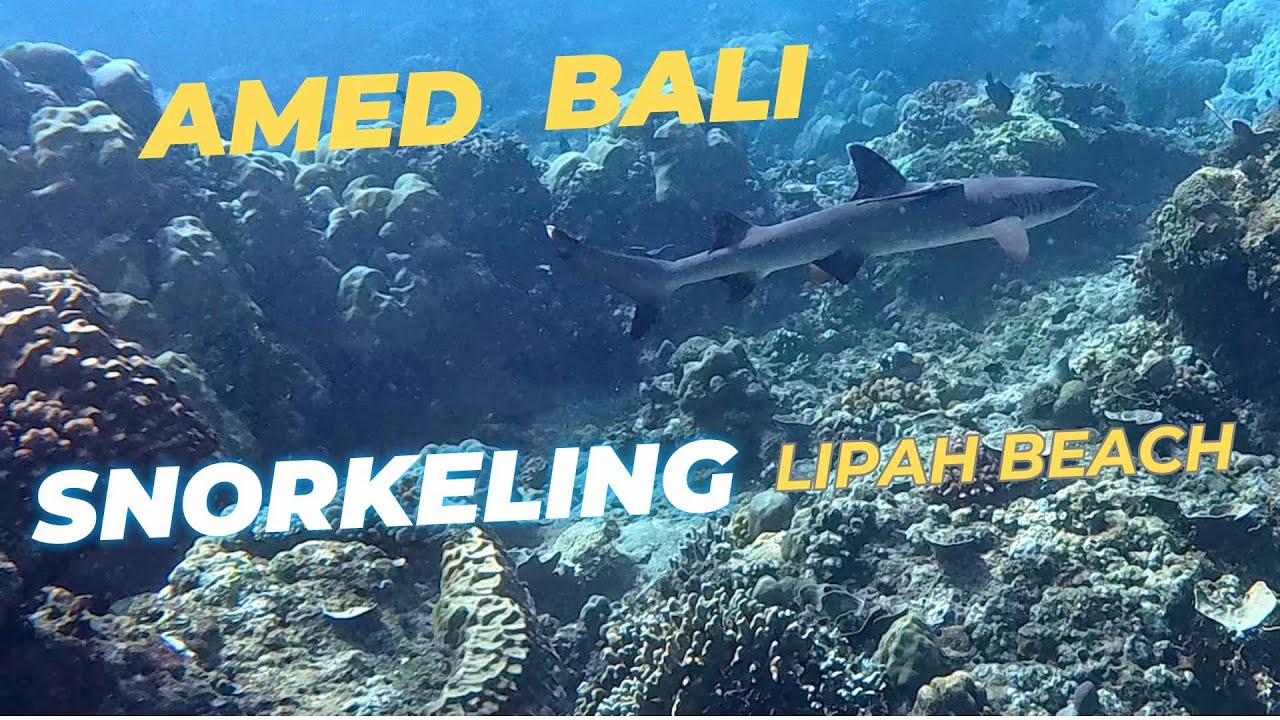 Snorkeling in Lipah Beach Amed Bali - 4K - YouTube