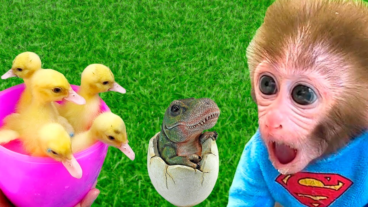 Bibo monkey goes shopping to buy dinosaur eggs - YouTube
