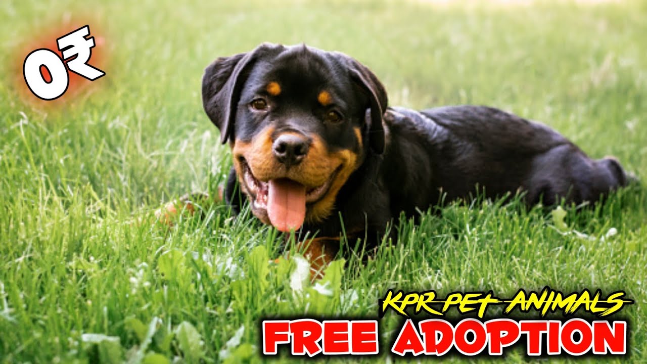 Rottweiler puppy for free adoption || free adoption - YouTube