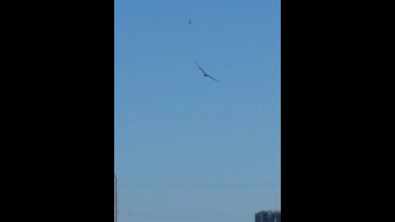 Small Bird attacks hawk in the air - YouTube