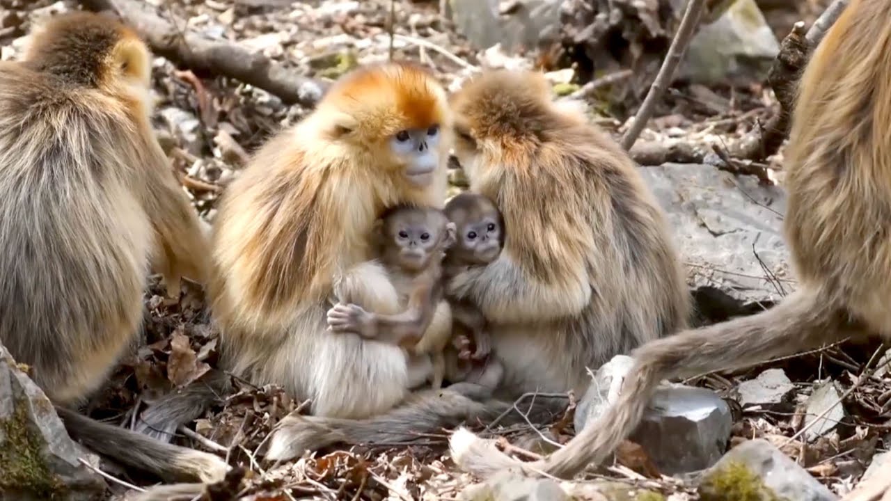 Shaanxi reserve welcomes three newborn golden snub-nosed monkeys - YouTube