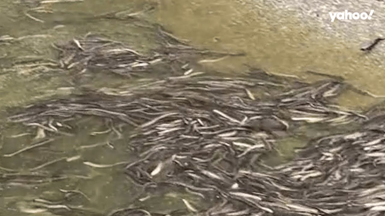 Moment thousands of eels begin 3,000km migration | Yahoo Australia - YouTube