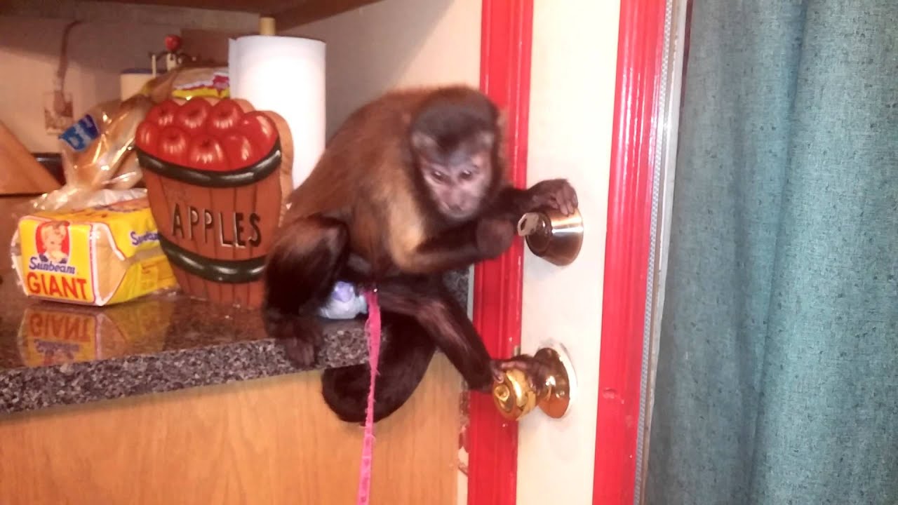 Cassie "The Capuchin Monkey" Lock Picking - YouTube