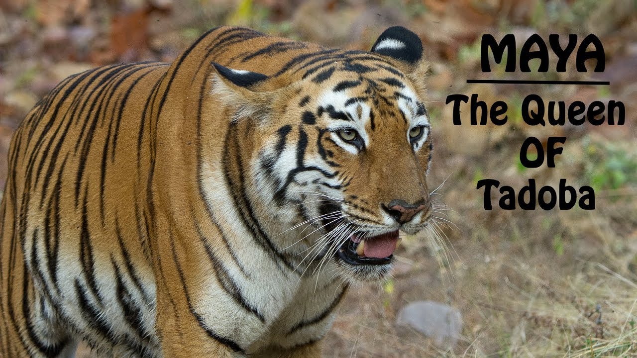 Maya Tigress | The Queen of Tadoba | Tadoba National Park - YouTube