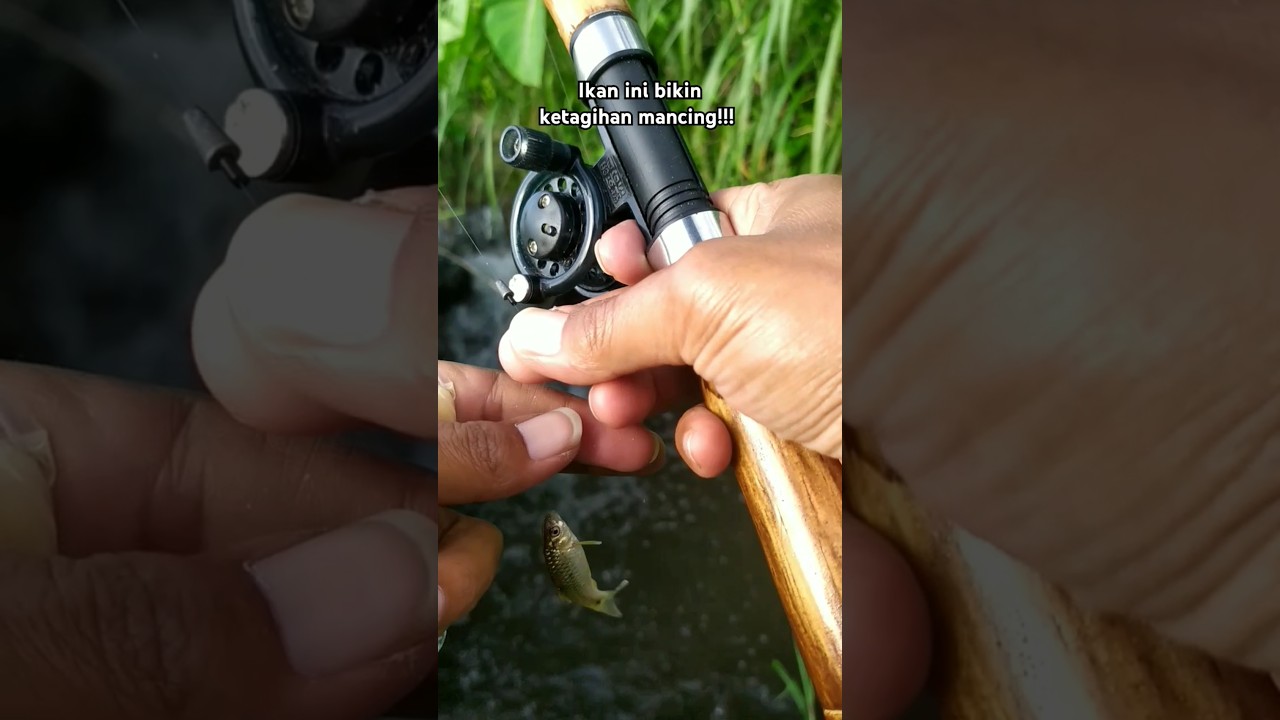 Mancing wader di irigasi #mancing #wader #microfishing #fishing # ...