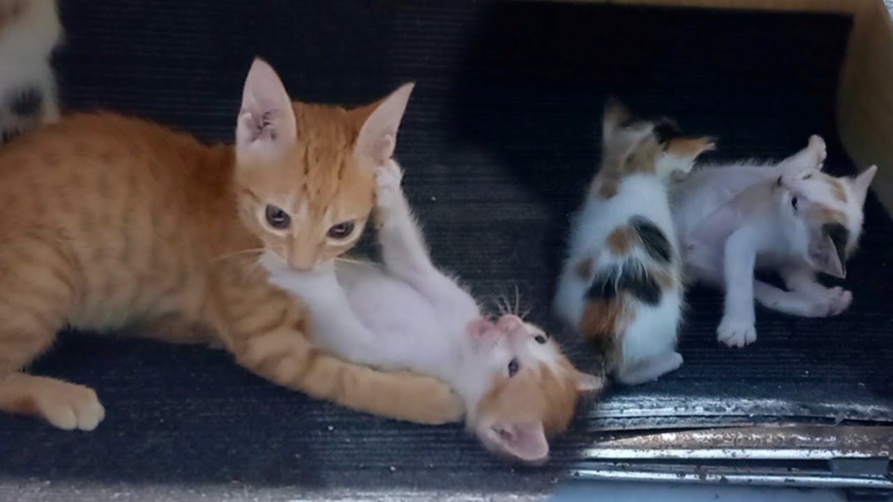 25 DAY'S OLD 3 VERY CUTE KITTENS | GIVING NAME TO 3 KITTENS | GENDER ...