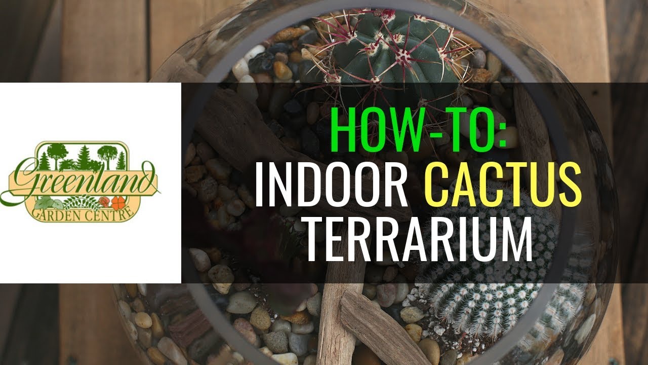 How To: Cactus Terrarium (Low Maintenance) - YouTube