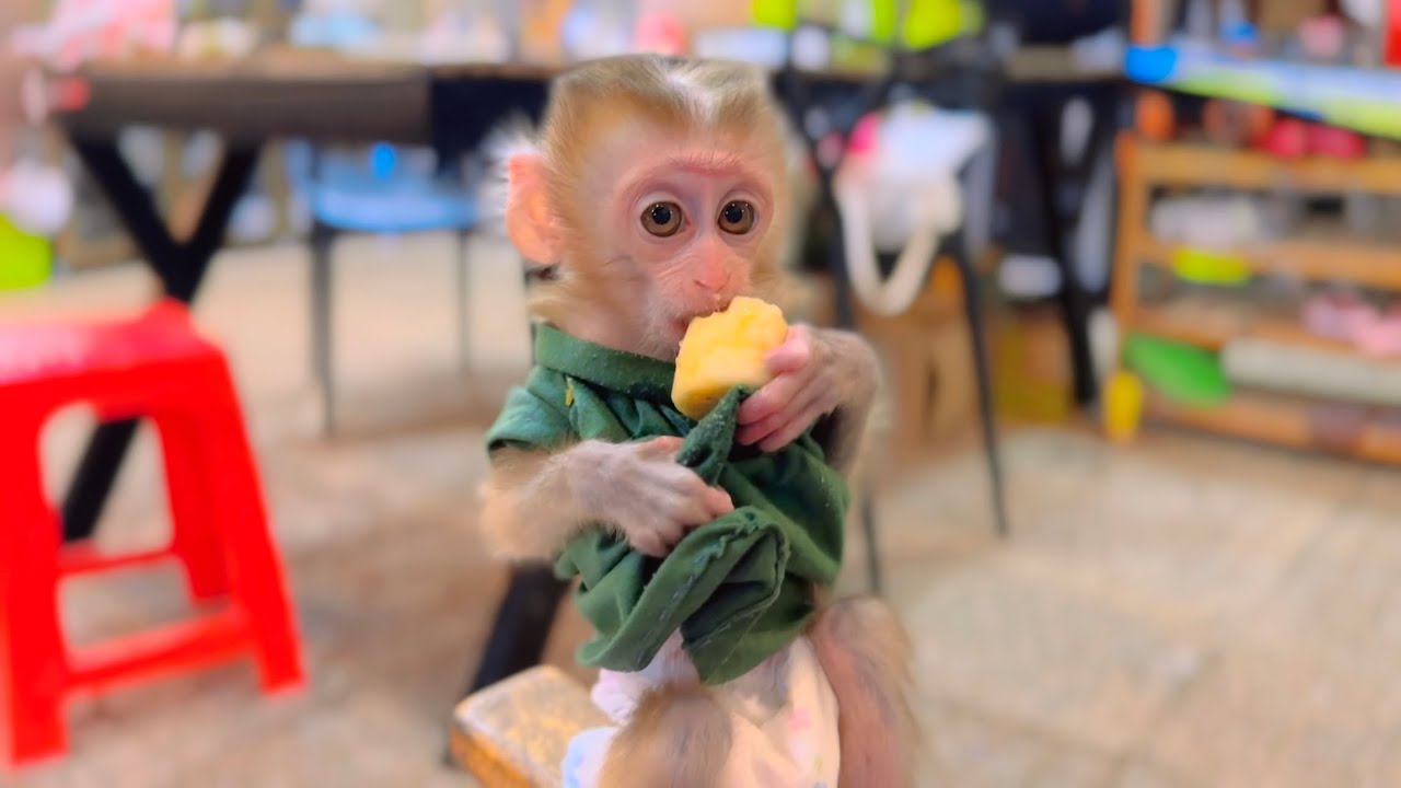 Baby Monkey Ruby , Simply sit back, relax and eat bananas | Monkey Coca Vlog - YouTube