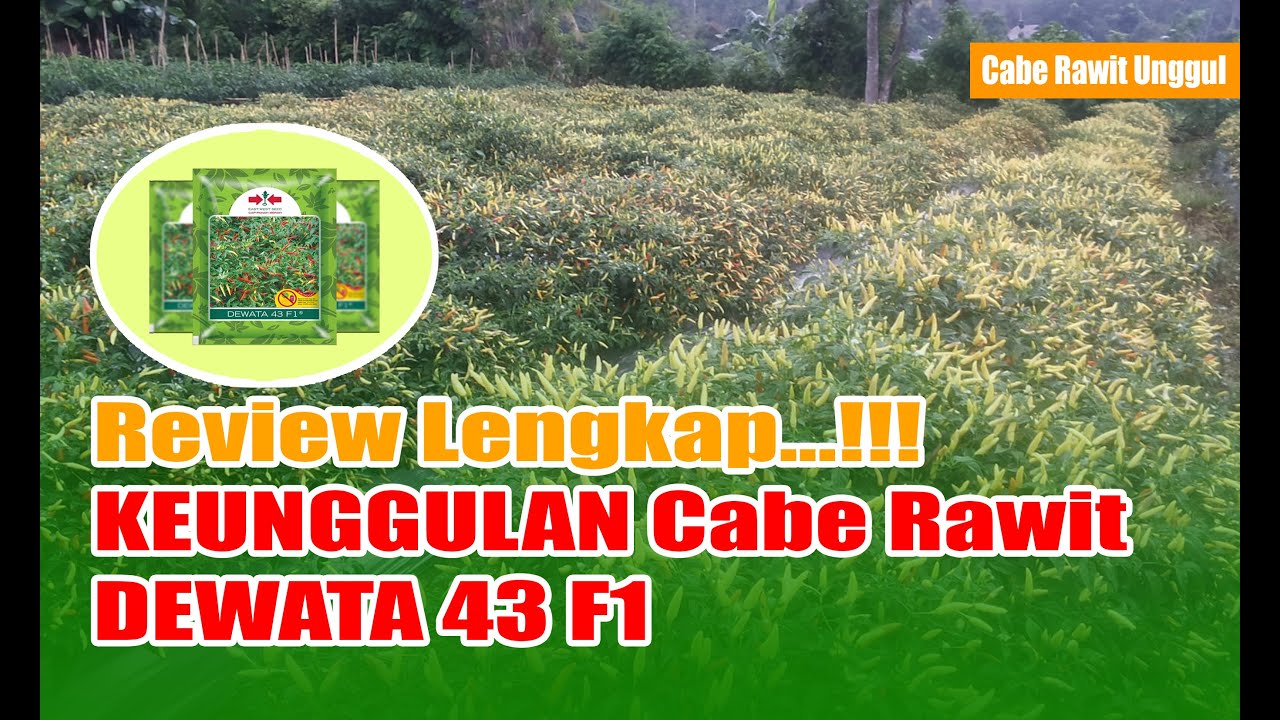 REVIEW LENGKAP...!!! KEUNGGULAN Cabe Rawit DEWATA 43 F1 - YouTube