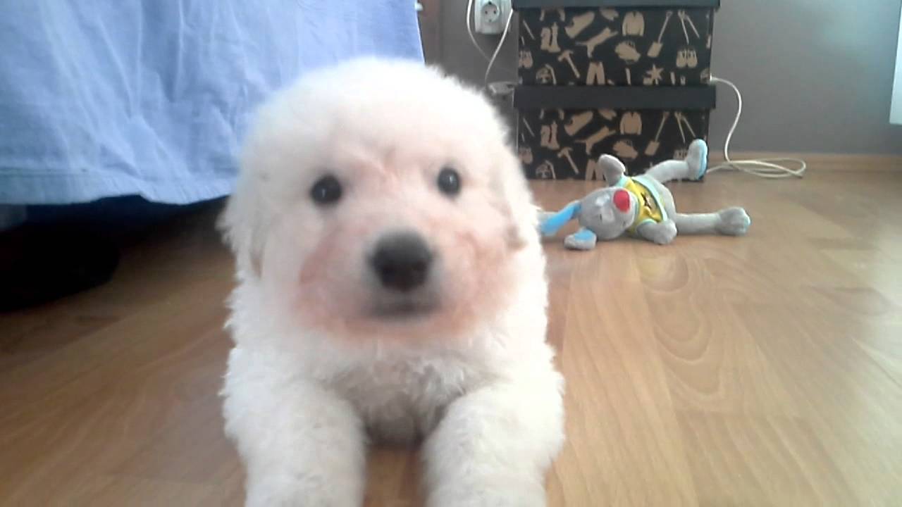 Snoopy barking - YouTube