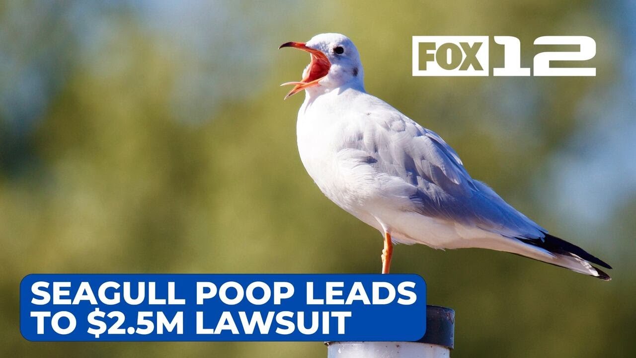 Cleanup of seagull droppings leads to $2.5 million lawsuit at Depoe Bay - YouTube