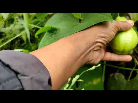 Ngintip buah di kebun