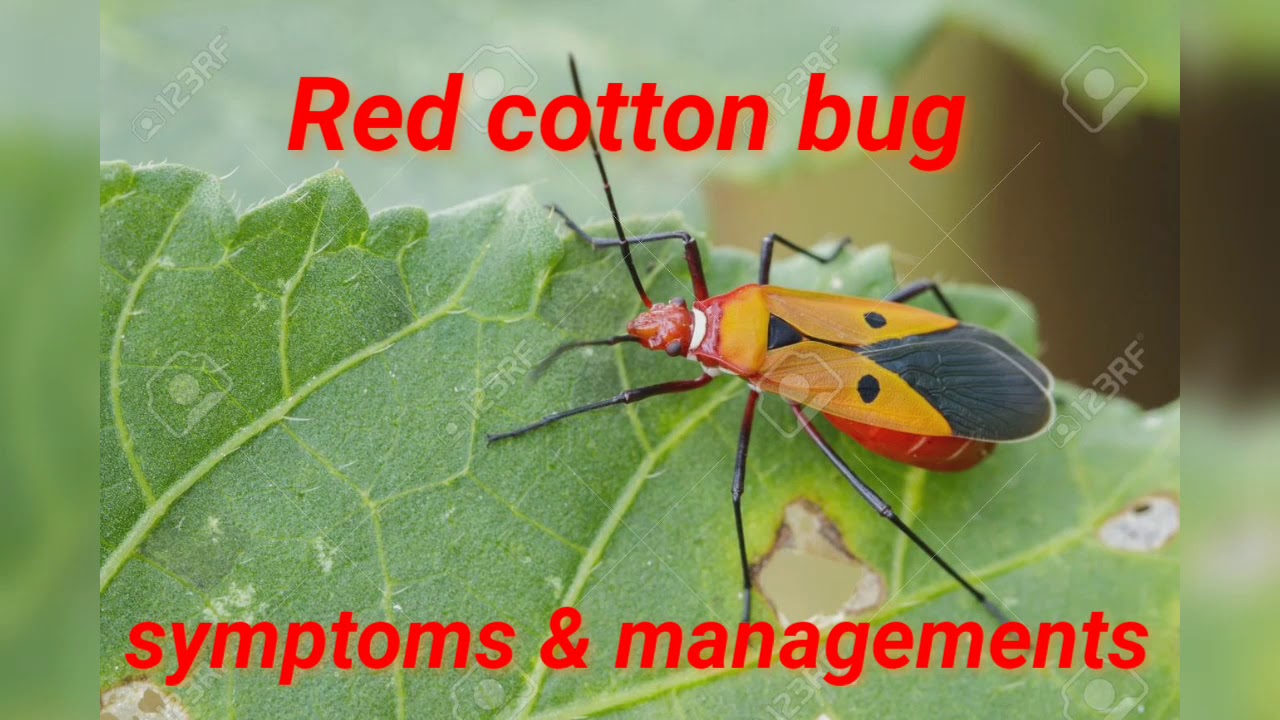 Red cotton bug - symptoms and management - YouTube
