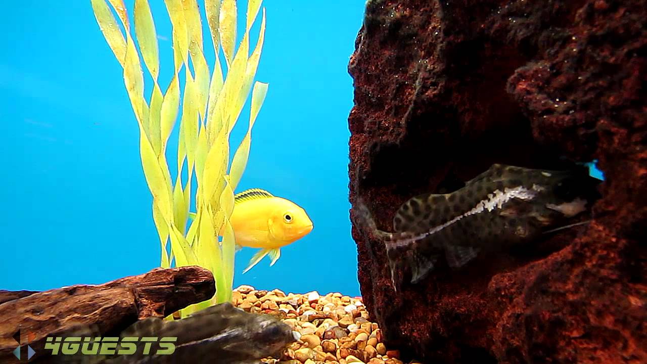 PET FISH AT PETCO - YouTube