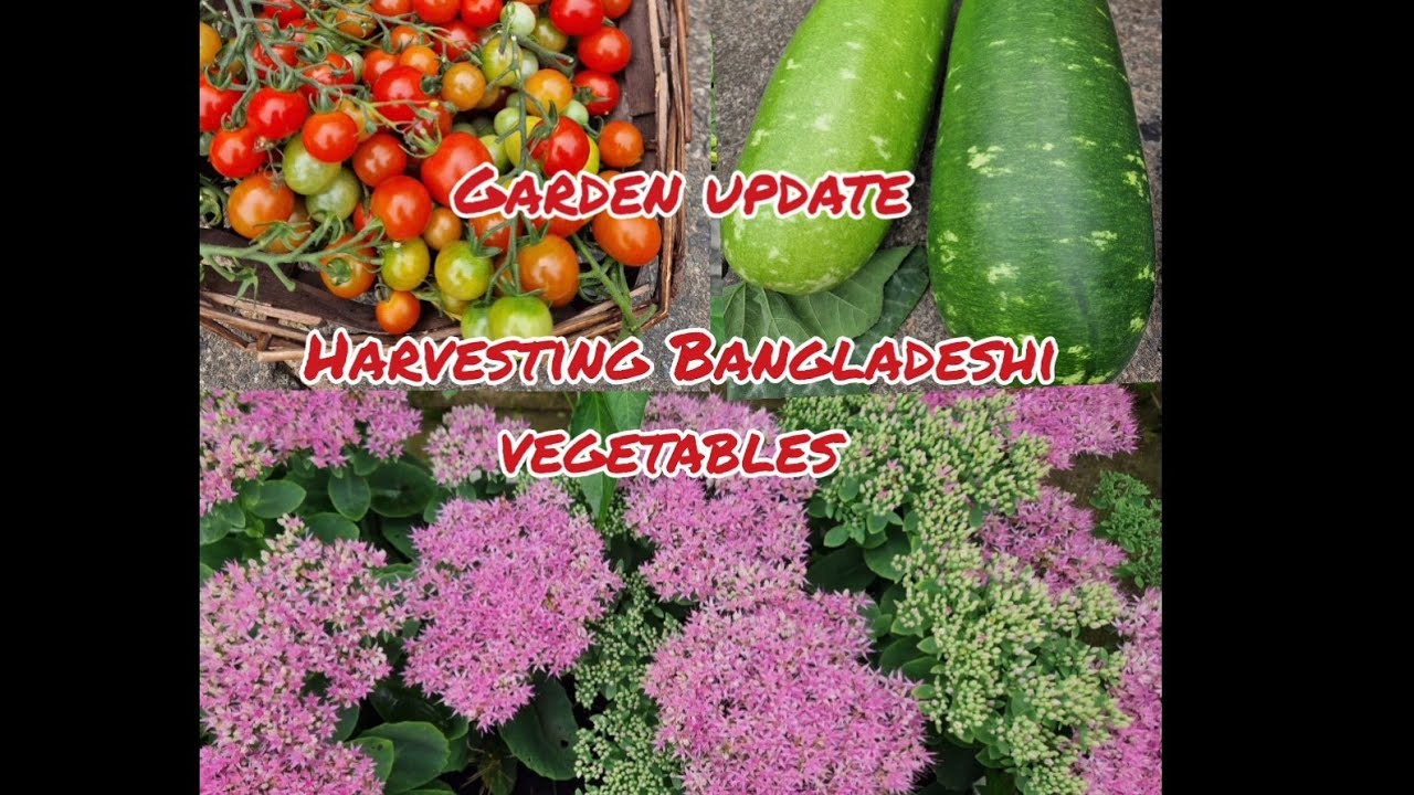 Big Harvesting Bangladeshi Vegetables ll Garden Update September 2022 ...