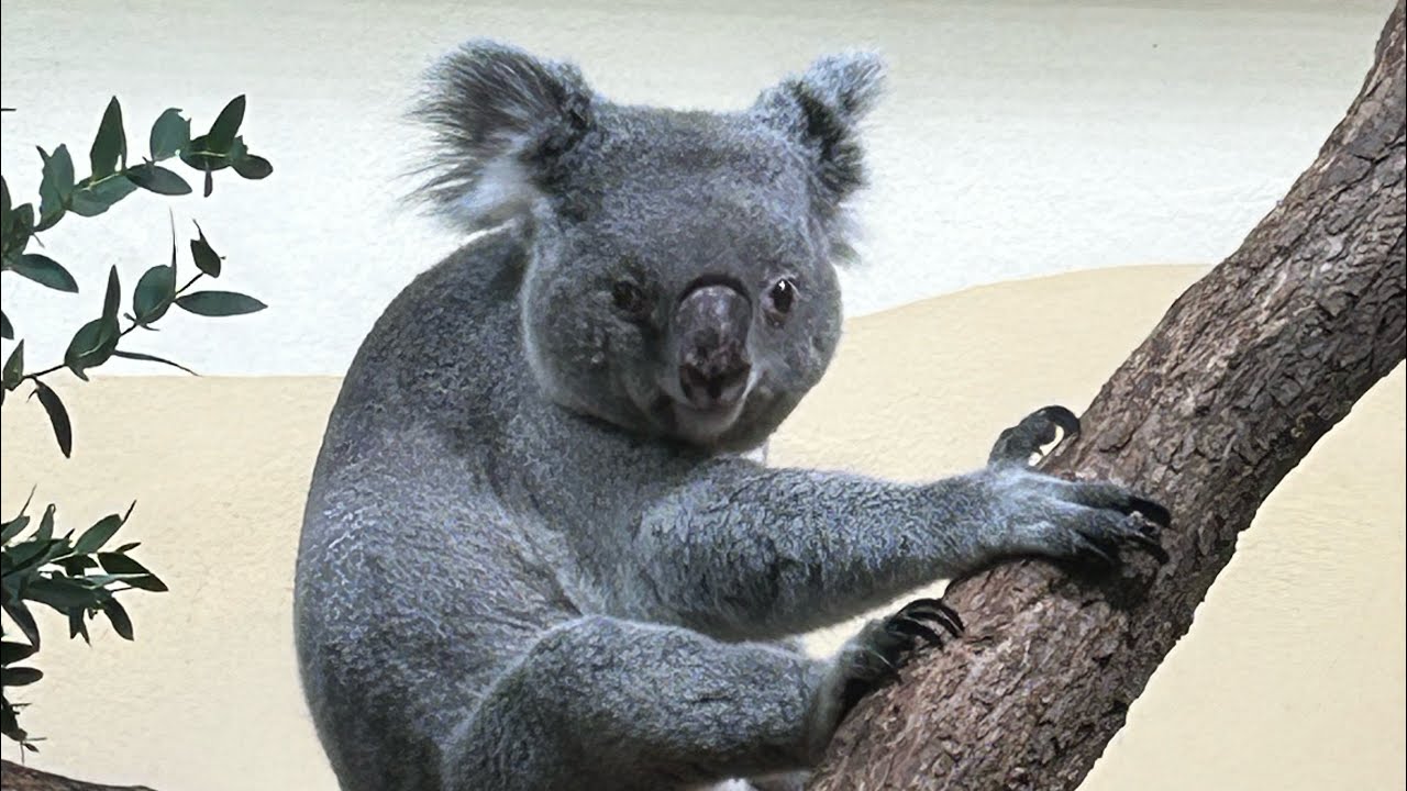 CONOCIENDO KOALAS🐨 - YouTube