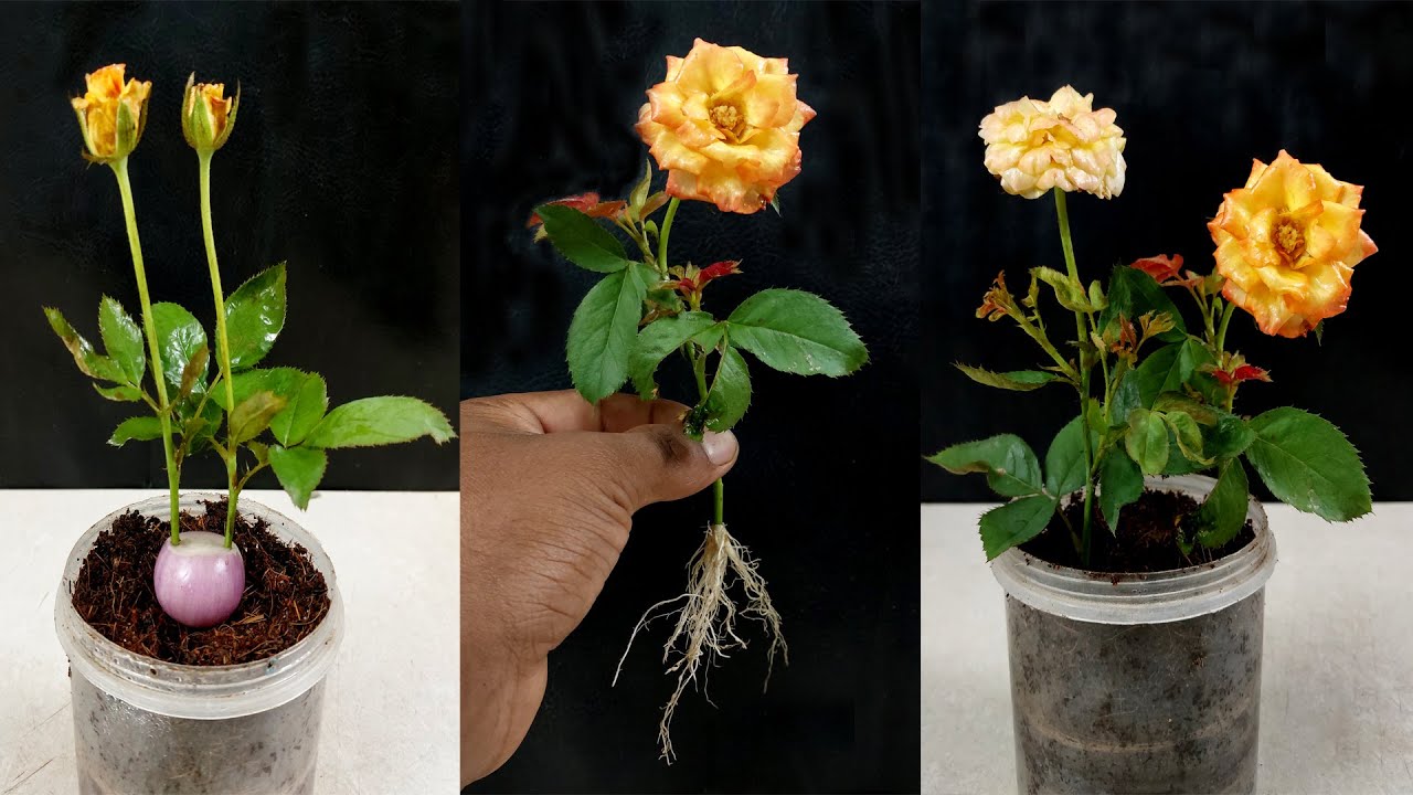 How to Grow Rose Buds from Cutting In A Onion - YouTube