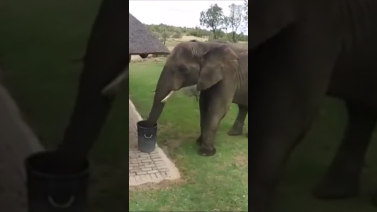 SMARTEST Animals Compilation || Funny and Cute Pets Being Genius ...