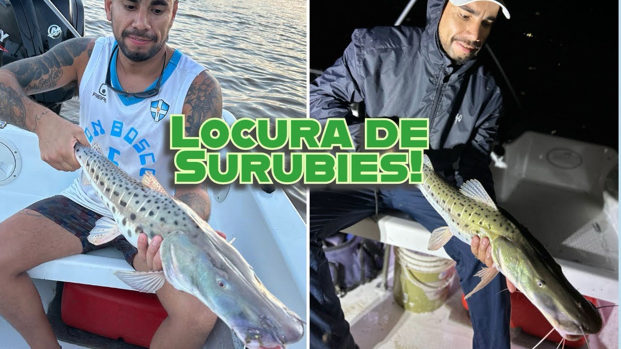 Muchos SURUBIES! Uno tras otro! Docena de SURUBÍ - YouTube