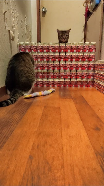 ねこ ショート パート2365 - YouTube