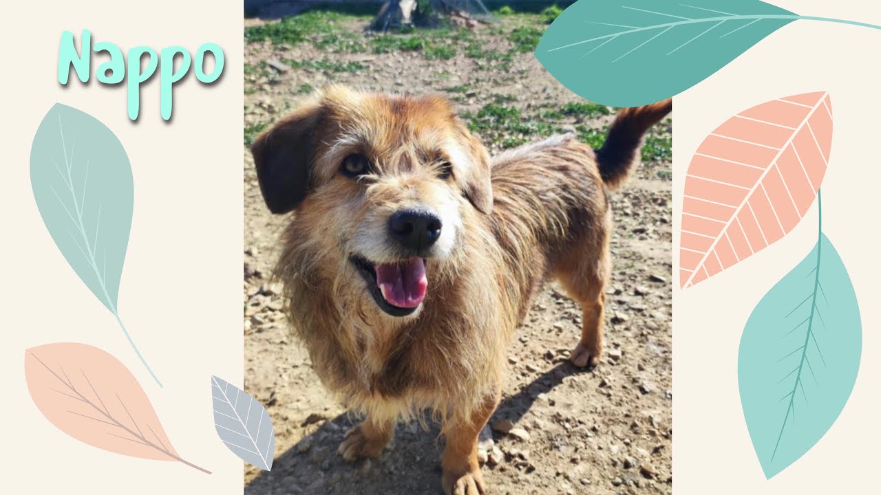 Nappo - YouTube