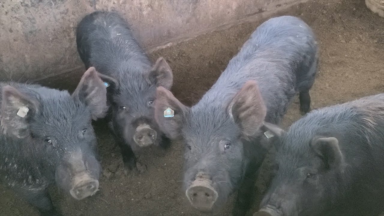 These Little Piggies Are Going to Market - Taking Our 1st Batch of AGH ...
