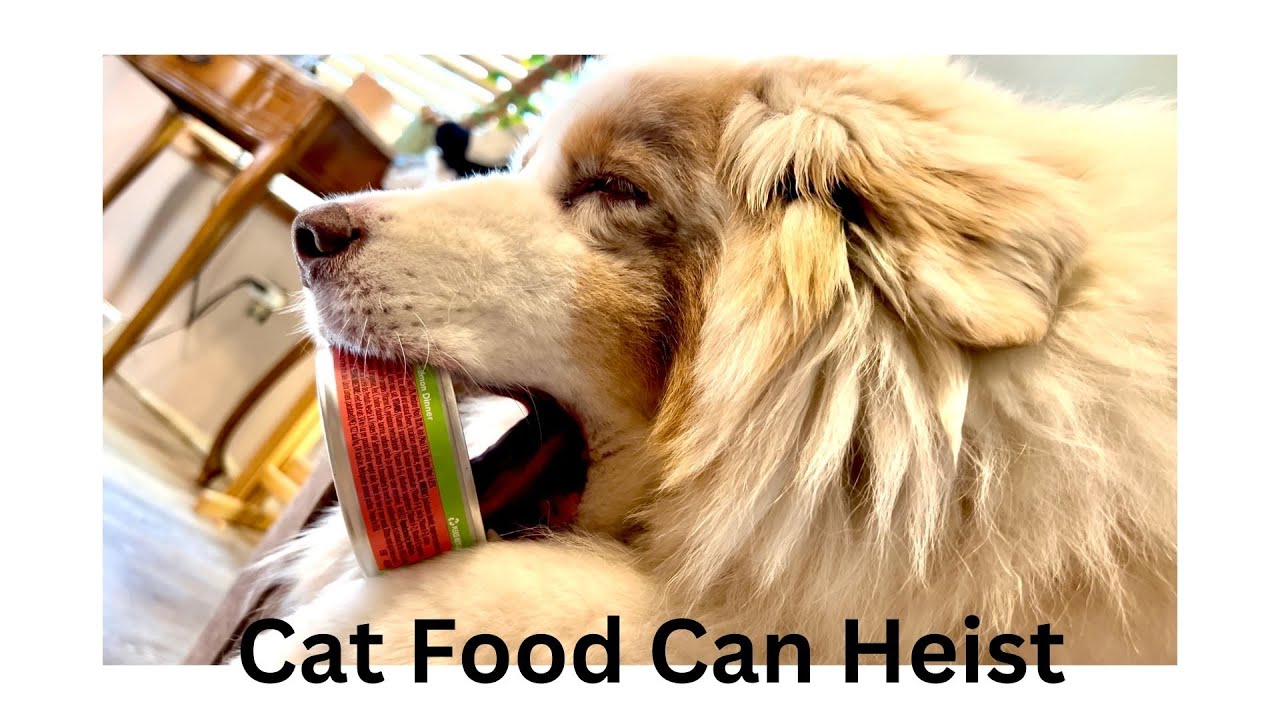 Silly Dog sleeps with cat food can - YouTube