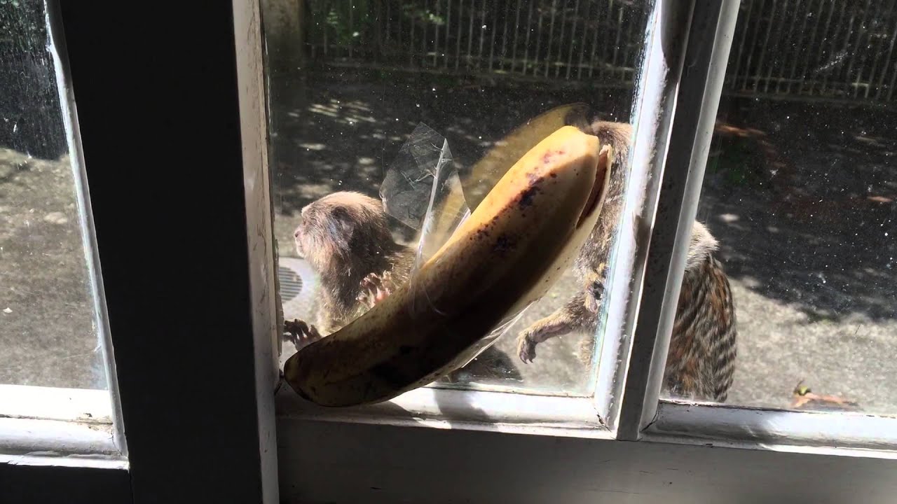 How to troll monkeys - YouTube