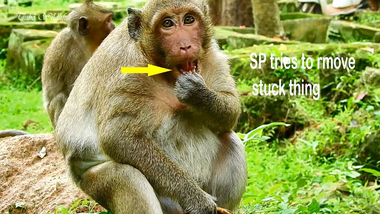 Oh so laughable to watch Sweet pea monkey tries to remove stuck thing ...