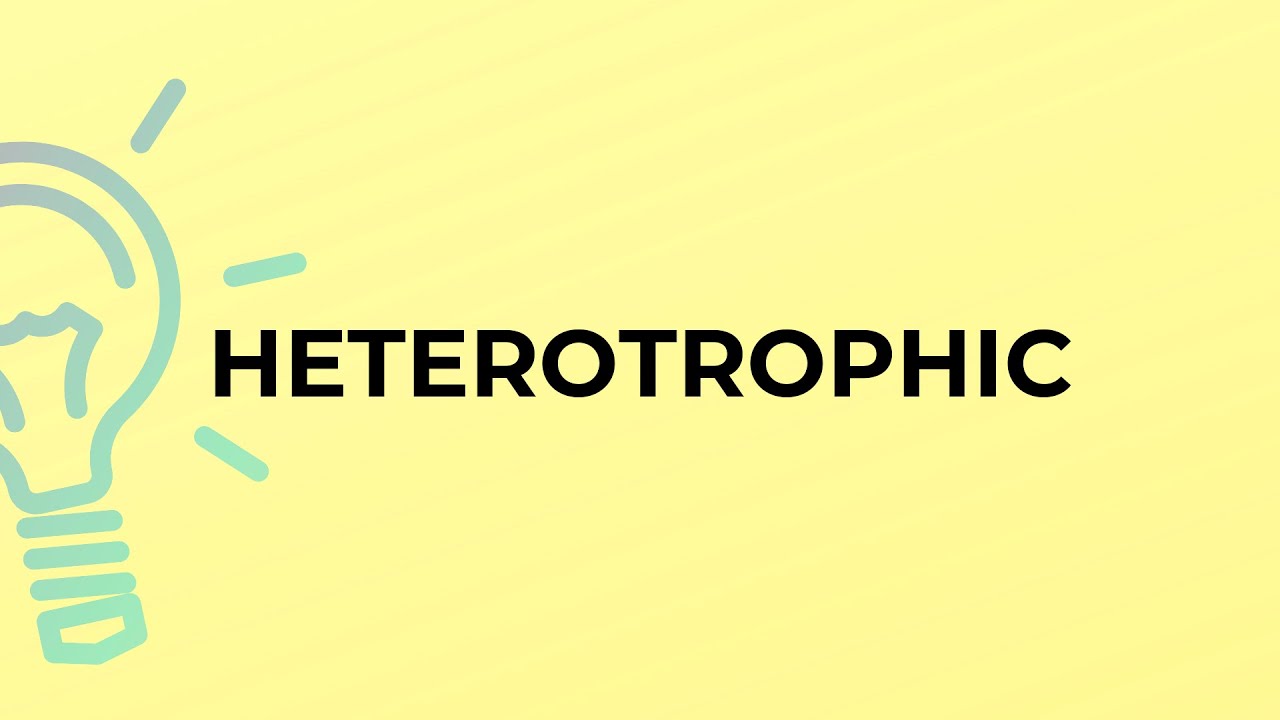 What is the meaning of the word HETEROTROPHIC? - YouTube