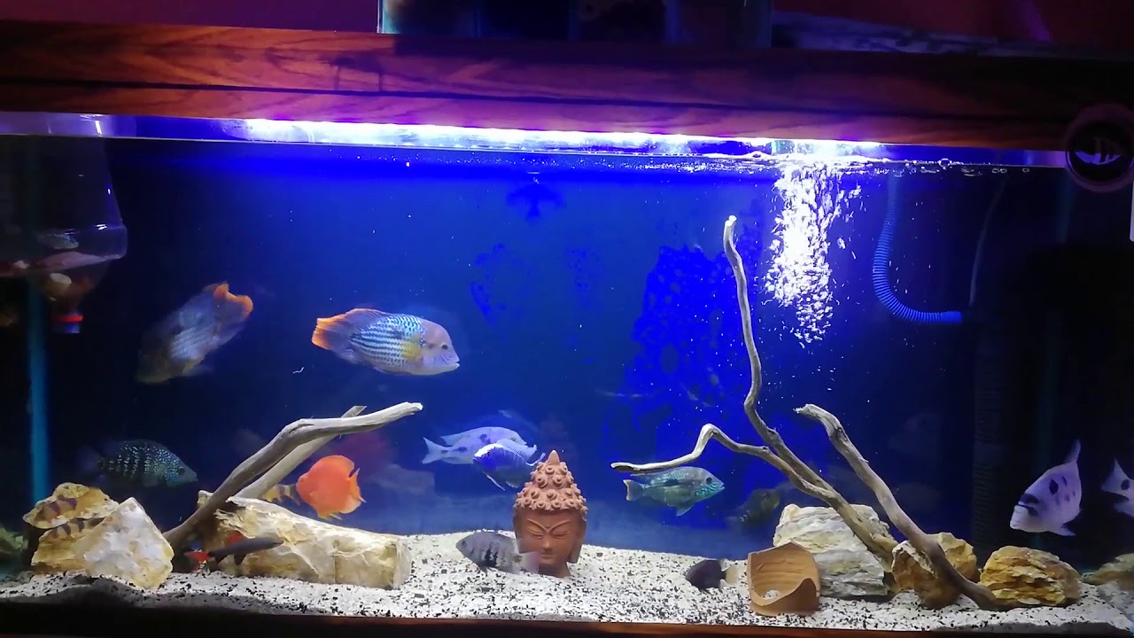 Show Quality Green Terror in Mixed Cichlid Tank - YouTube
