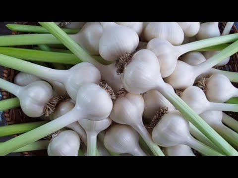 akamaro ka tungurusumu mu mubiri wumuntu - YouTube