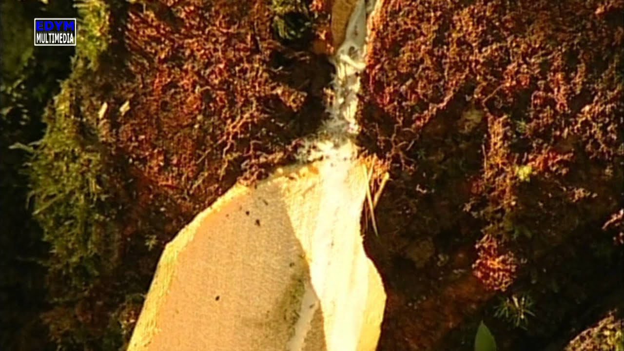 Arbol de leche * Brosimum utile - YouTube