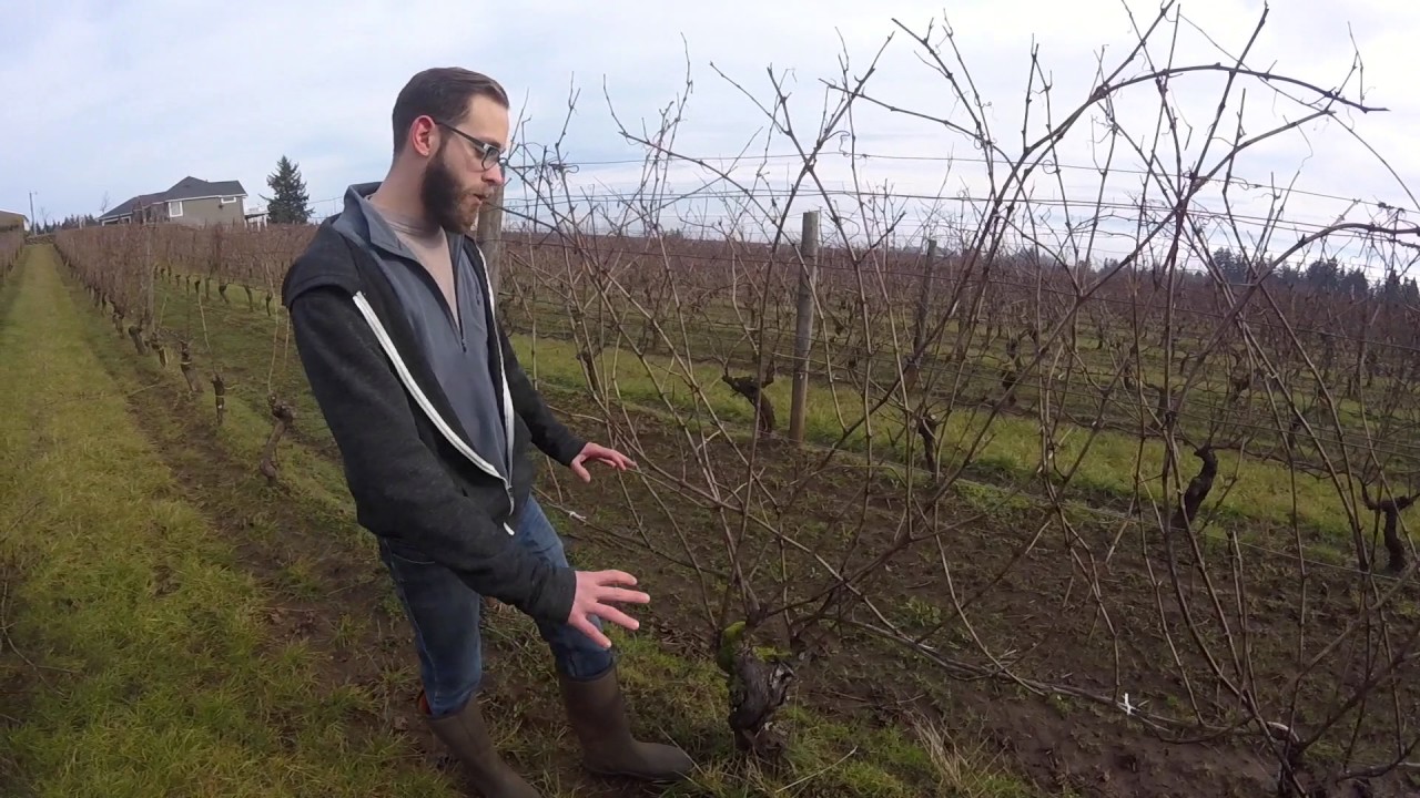 Brooks Winery - Winter Pruning - YouTube