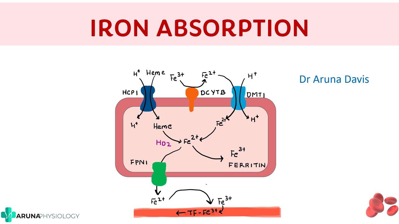 Iron Absorption / Physiology | First year MBBS - YouTube