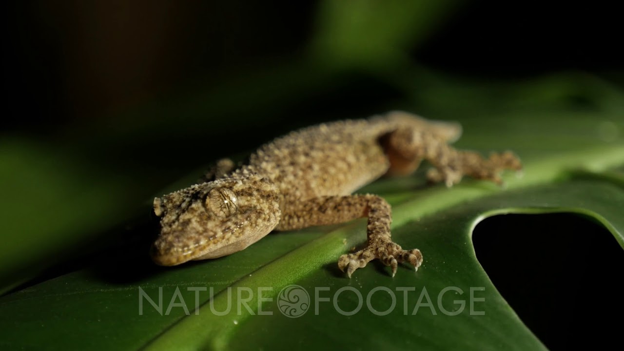 Broad-tailed Gecko or Southern Leaf-tailed Gecko (Phyllurus platurus ...