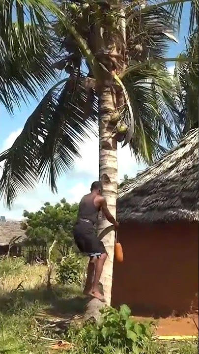 How To Climb Coconut Tree Without Spikes | Discoveries TV - YouTube