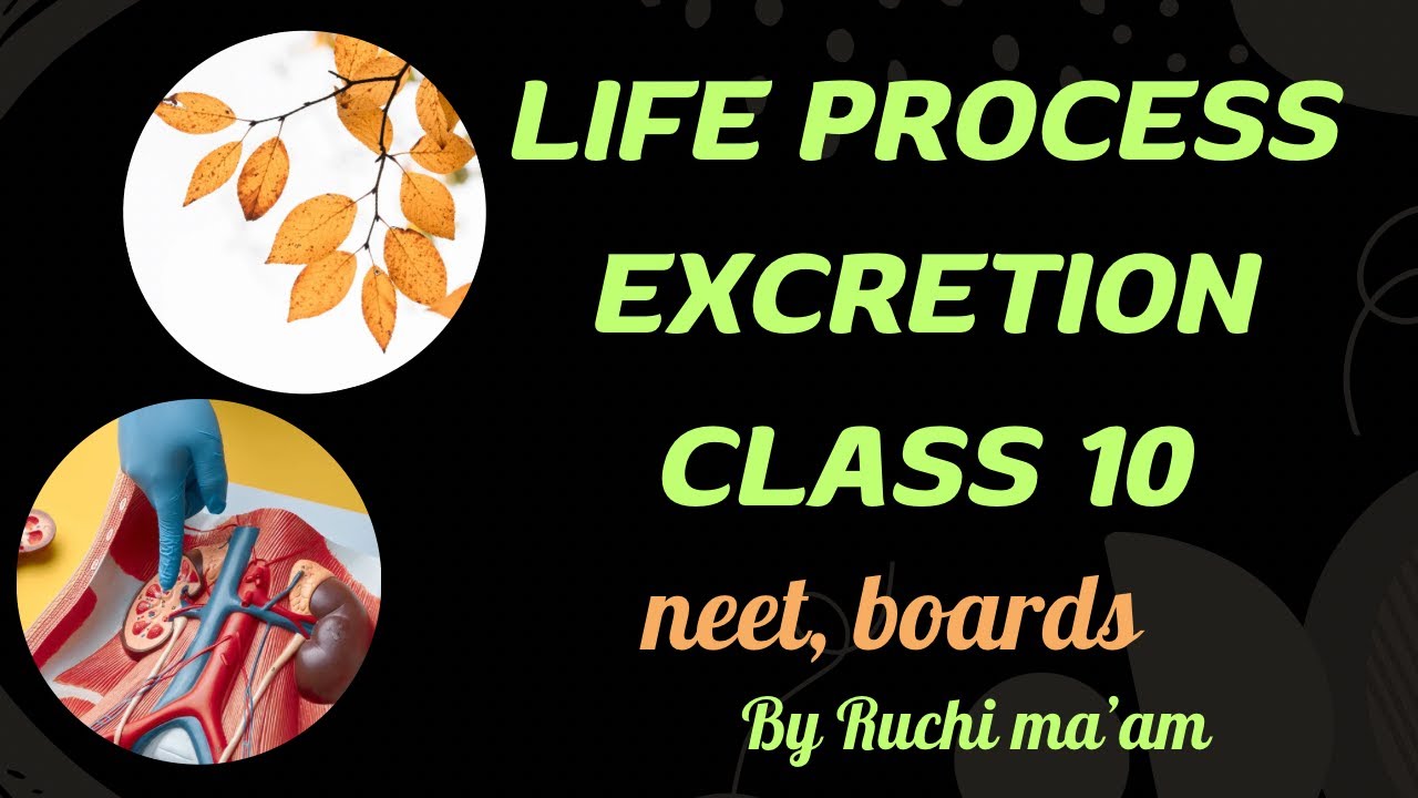Life process | class 10| excretion in plants and animals| cbse| ncert ...