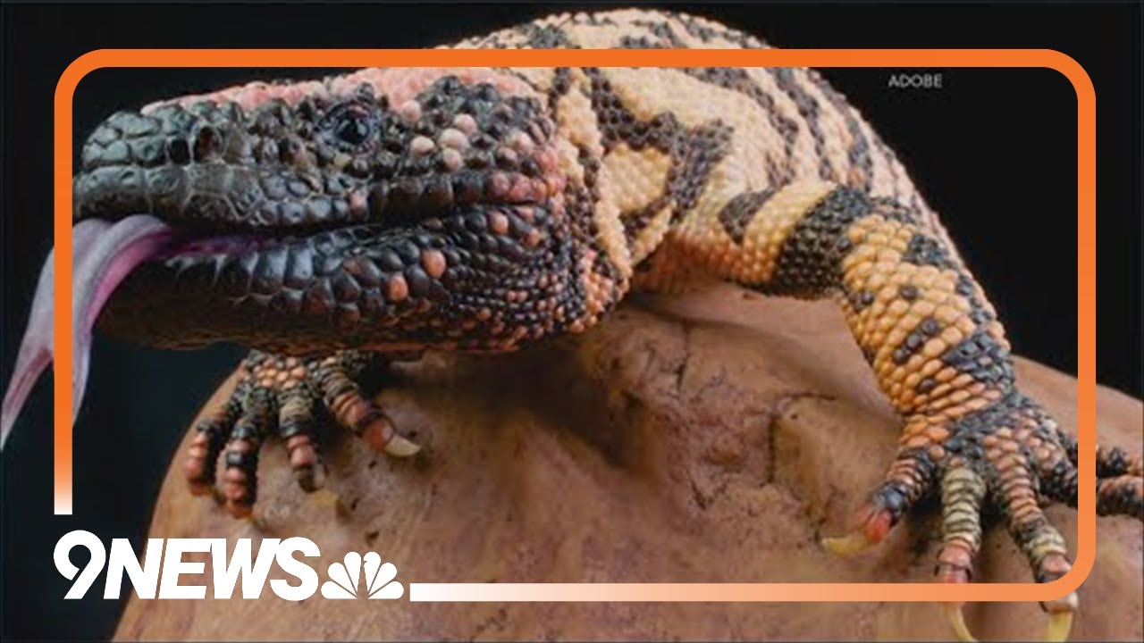 Gila monster 'latched' onto owner's hand, animal control report says ...