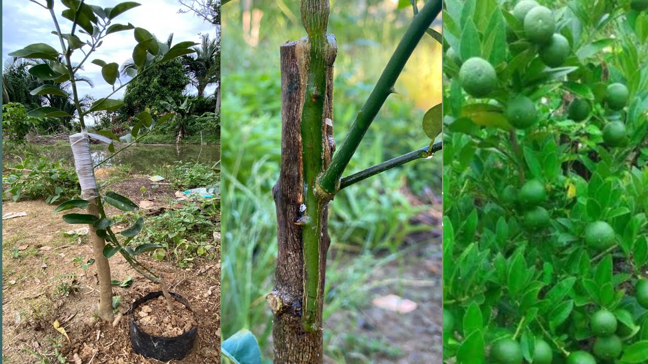 Connecting Lime to orange trees is guaranteed to be 100% successful ...
