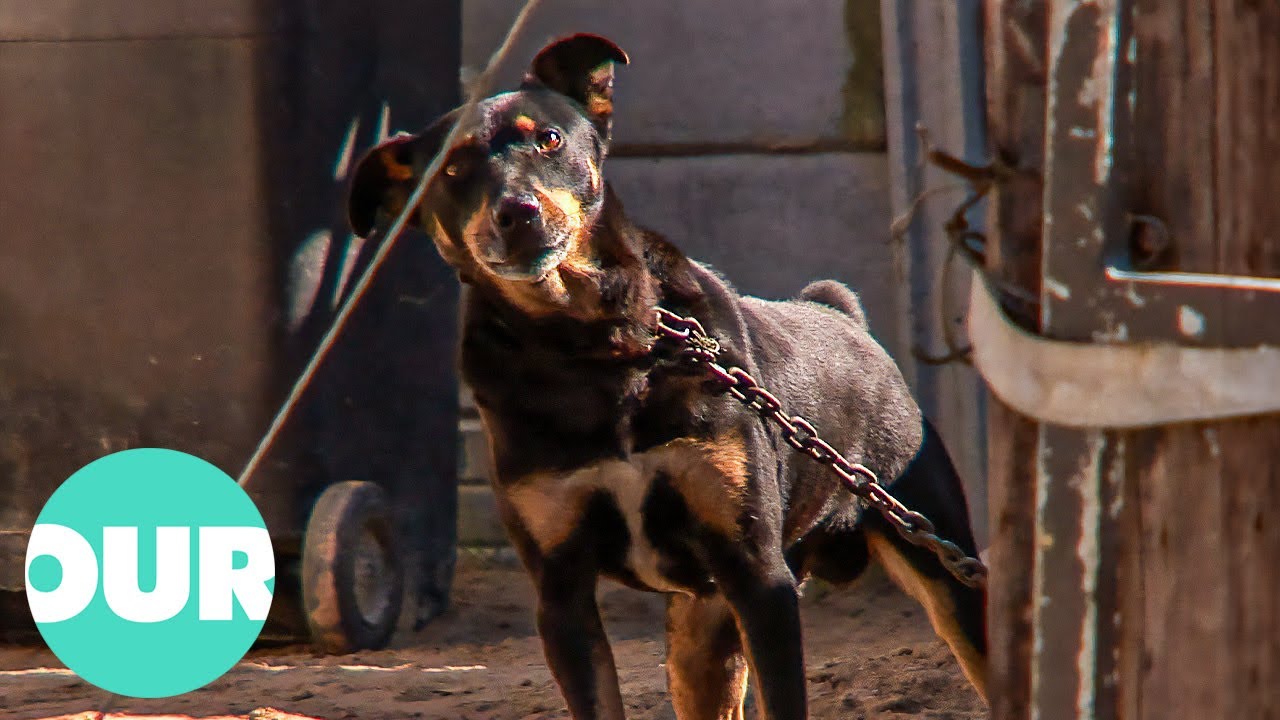 Animal Cops Rescuing Animals In Desperate Need of Help | Our World ...